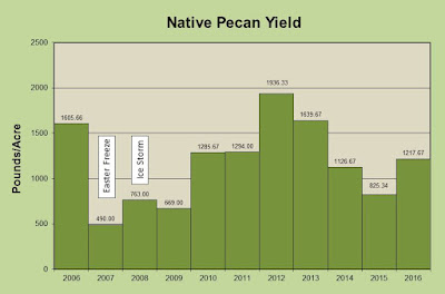 Northern Pecans: Pecan yields from a native grove