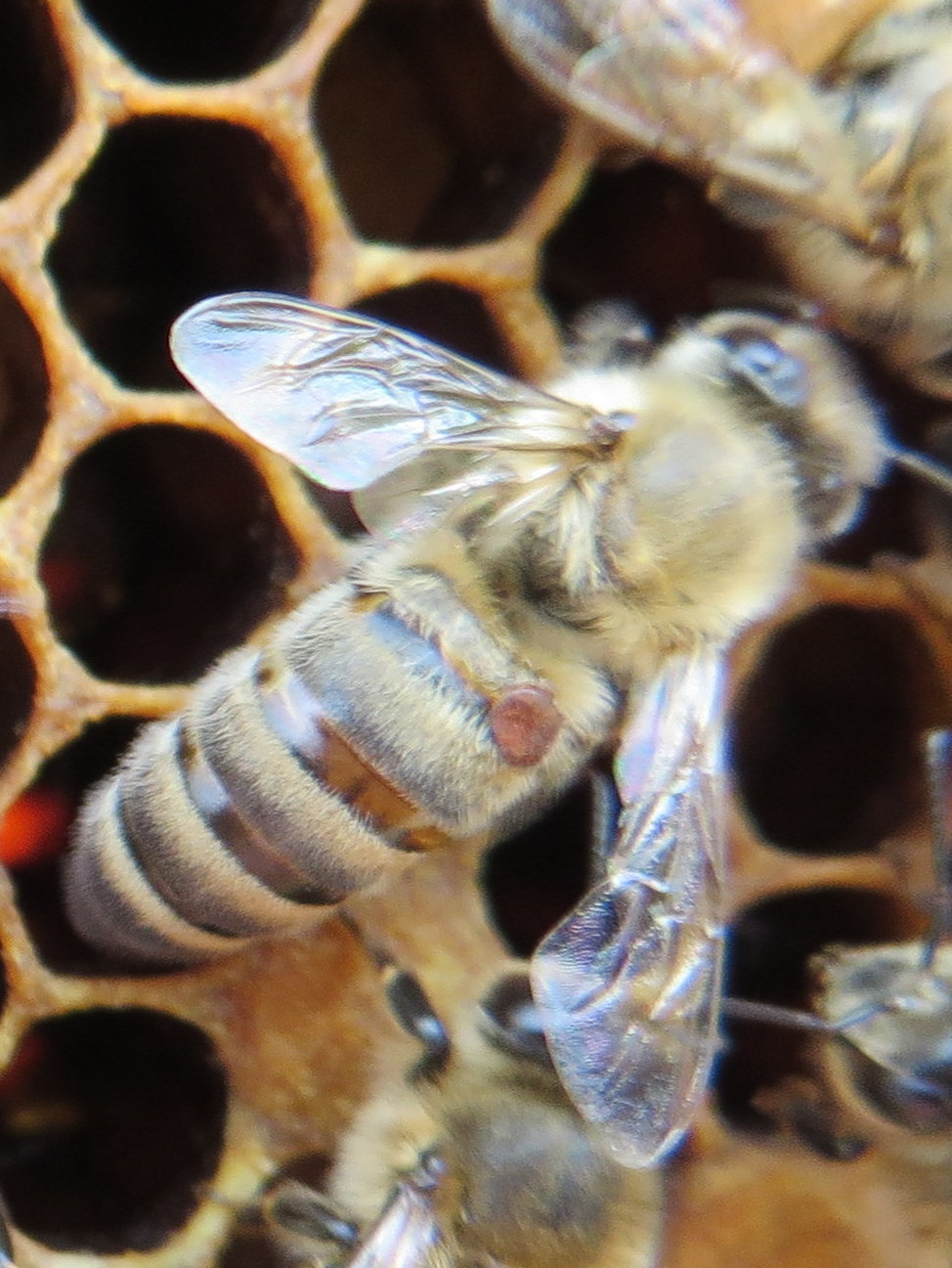 Marias Bees Winter Bee Mites Treatment Oxalic Acid Dribble