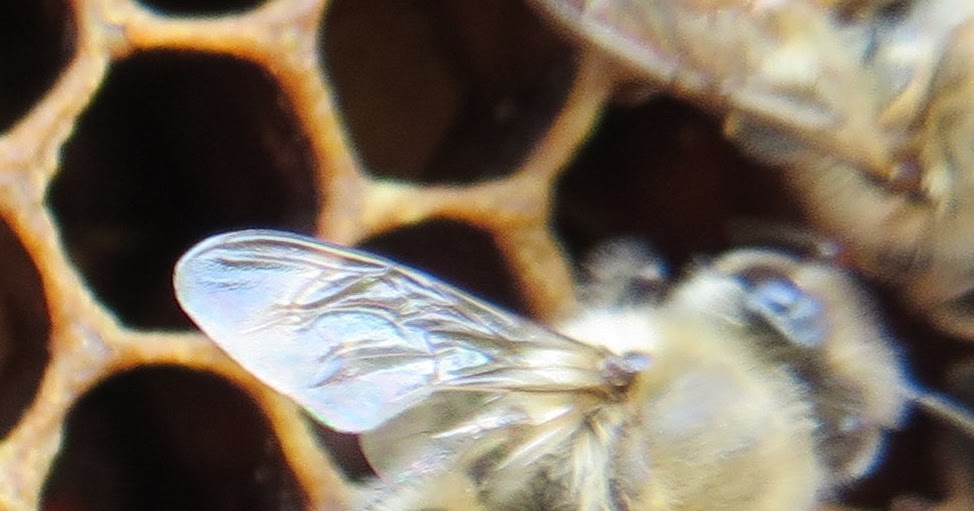 Maria's Bees: Winter Bee Mites Treatment - Oxalic Acid Dribble