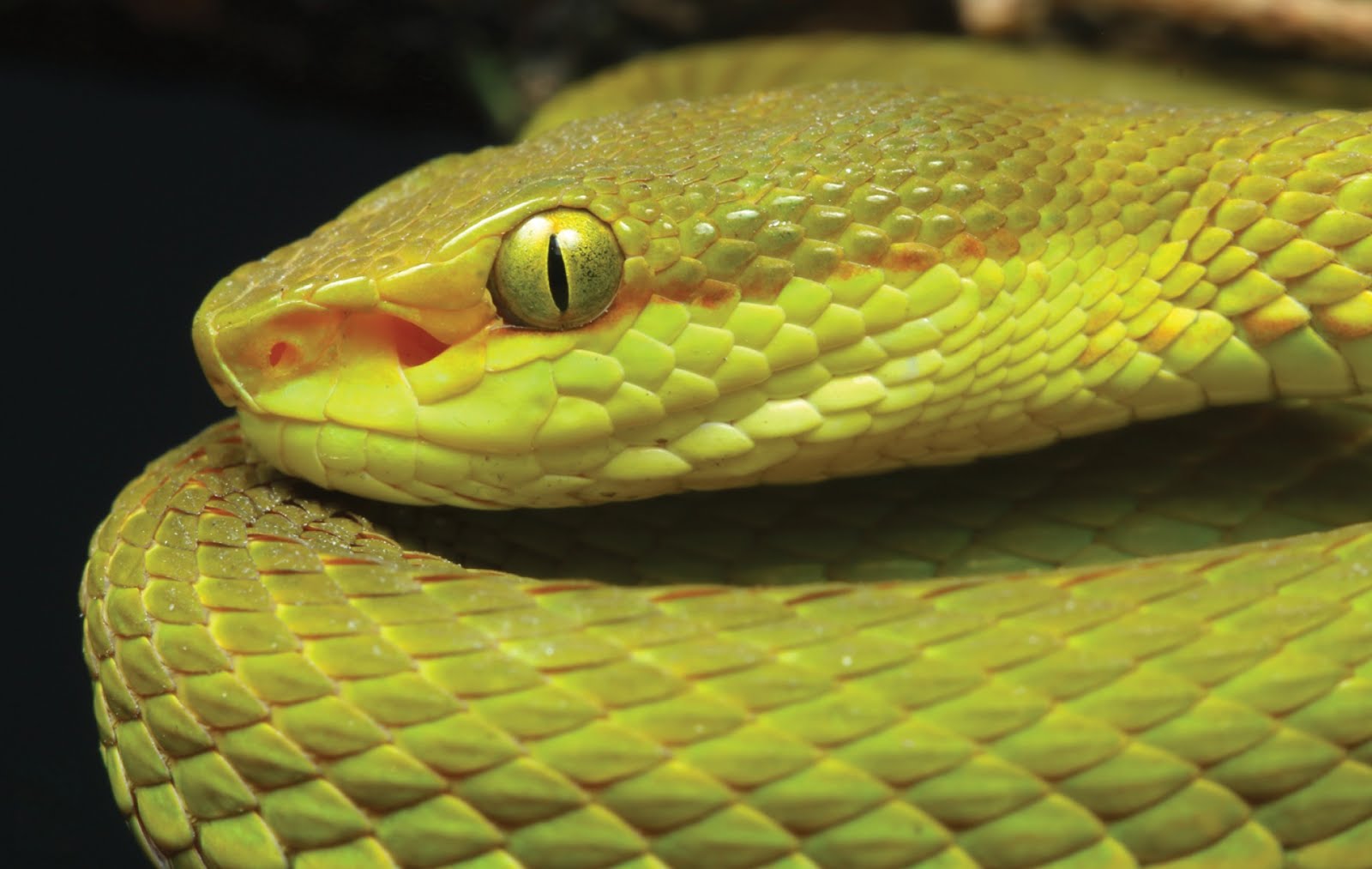 Species New to Science: [Herpetology • 2020] Trimeresurus salazar • A ...