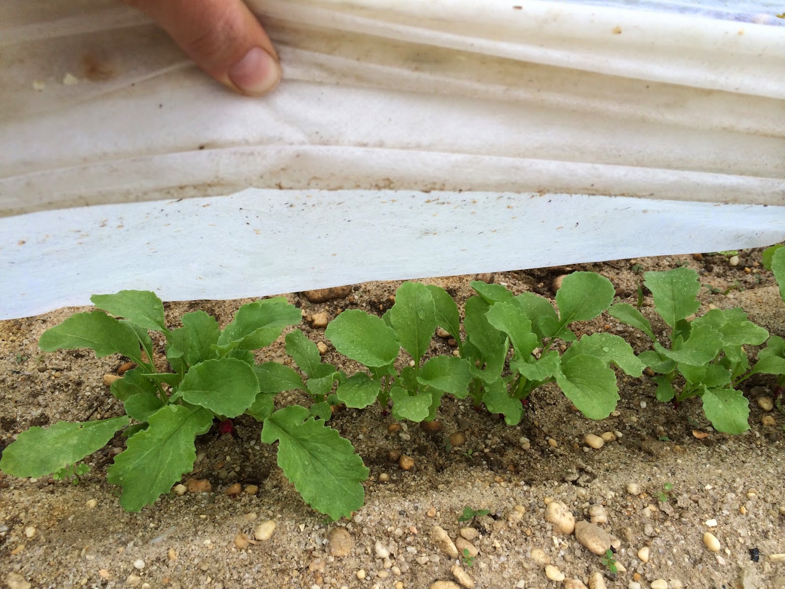 Robson's Farm: Row Covers Keeping Bugs Under Control