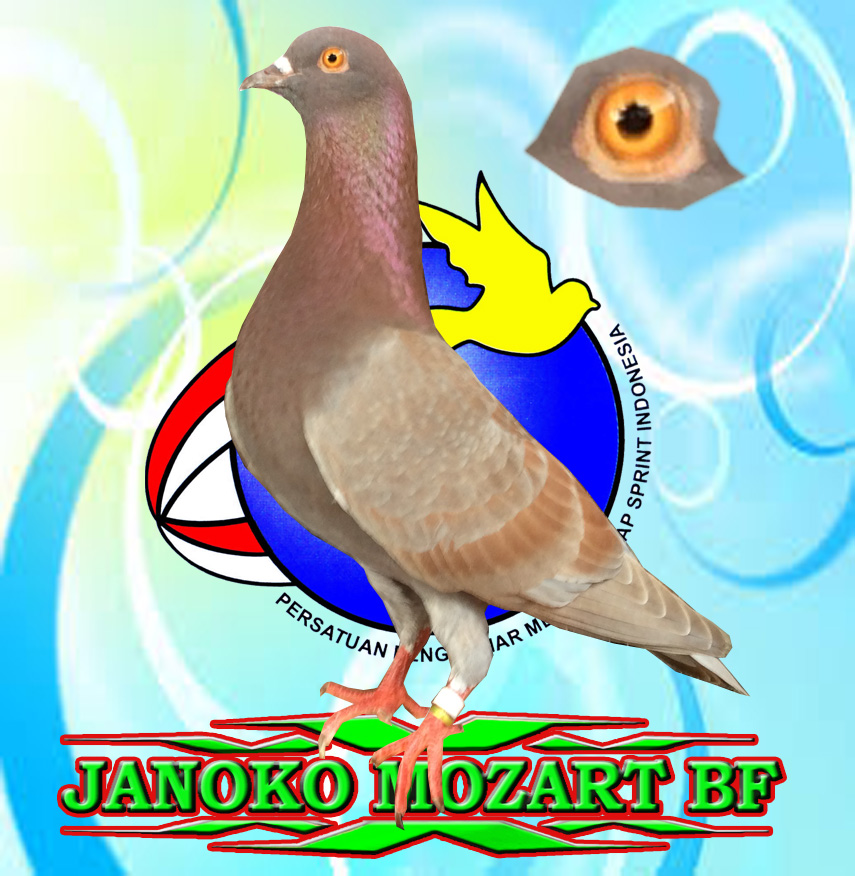 JANOKO is CAME BACK