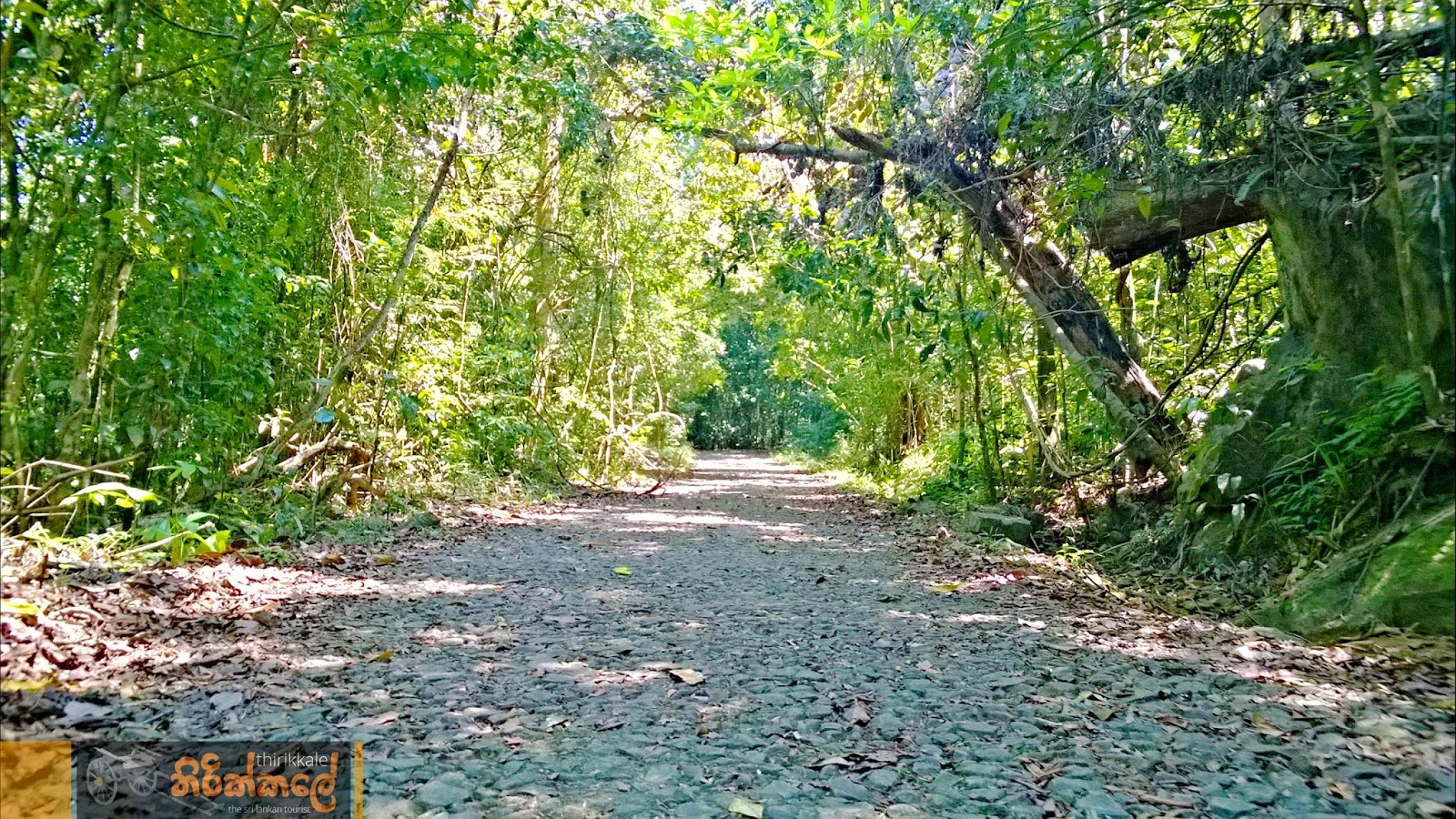 kanneliya - "Thirikkalee"