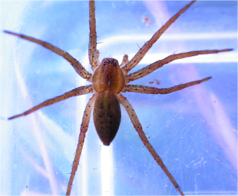 Arachnerds: Fen Raft Spider - Dolomedes plantarius