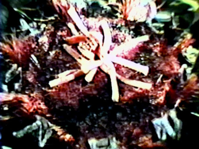 Dr. Theda's Crypt: Maneater of Hydra