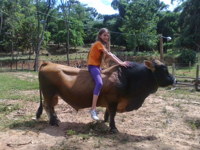 SÍTIO MORADA DAS AVES: Mini Touro "Cazuza" Manso de Sela