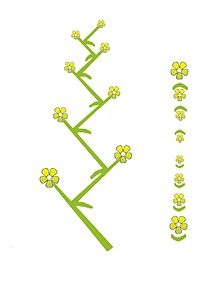 PLANT FAMILIES OF PUERTO RICO AND FLORIDA PAPO VIVES: Aristolochiaceae ...