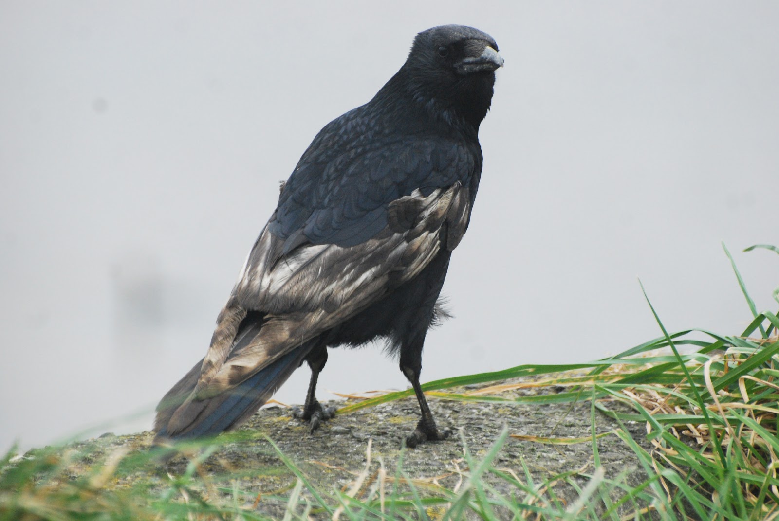 Wren's Nature Notebook: Cornish birding trip - Day 2