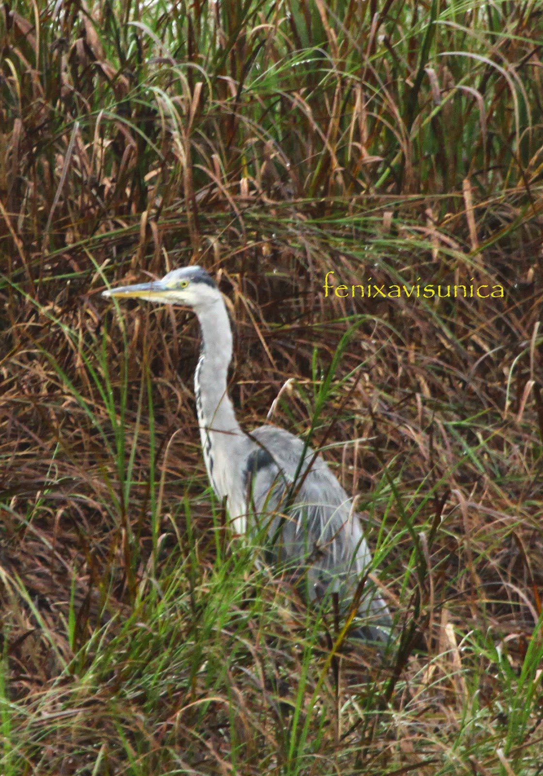 fenixavisunica .: De Zeluán a África (VII): Garzas y garcetas.