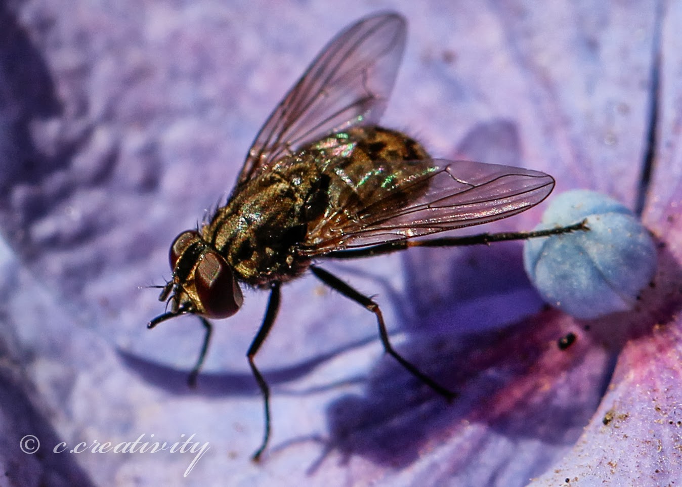 c. creativity: life in macro: Insect Ingestion