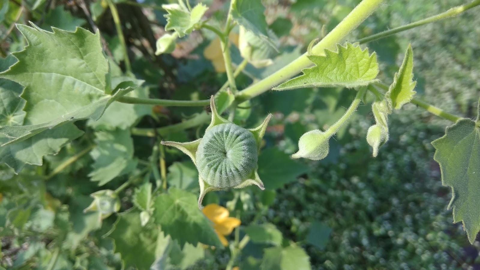 Kalpatharuvu: Abutilon indicum (దువ్వెన బెండ)