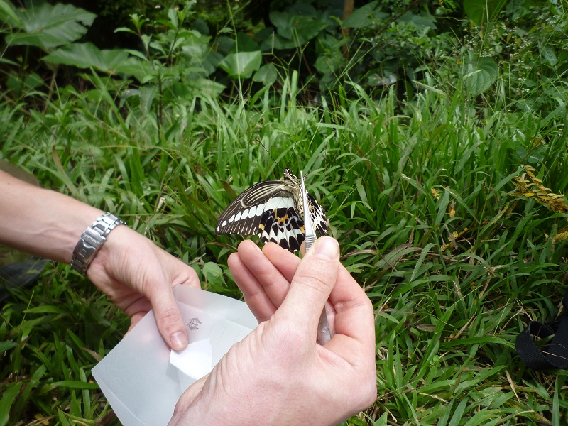 The Insect Collector: Collecting in Tana Toraja, Sulawesi, Indonesia