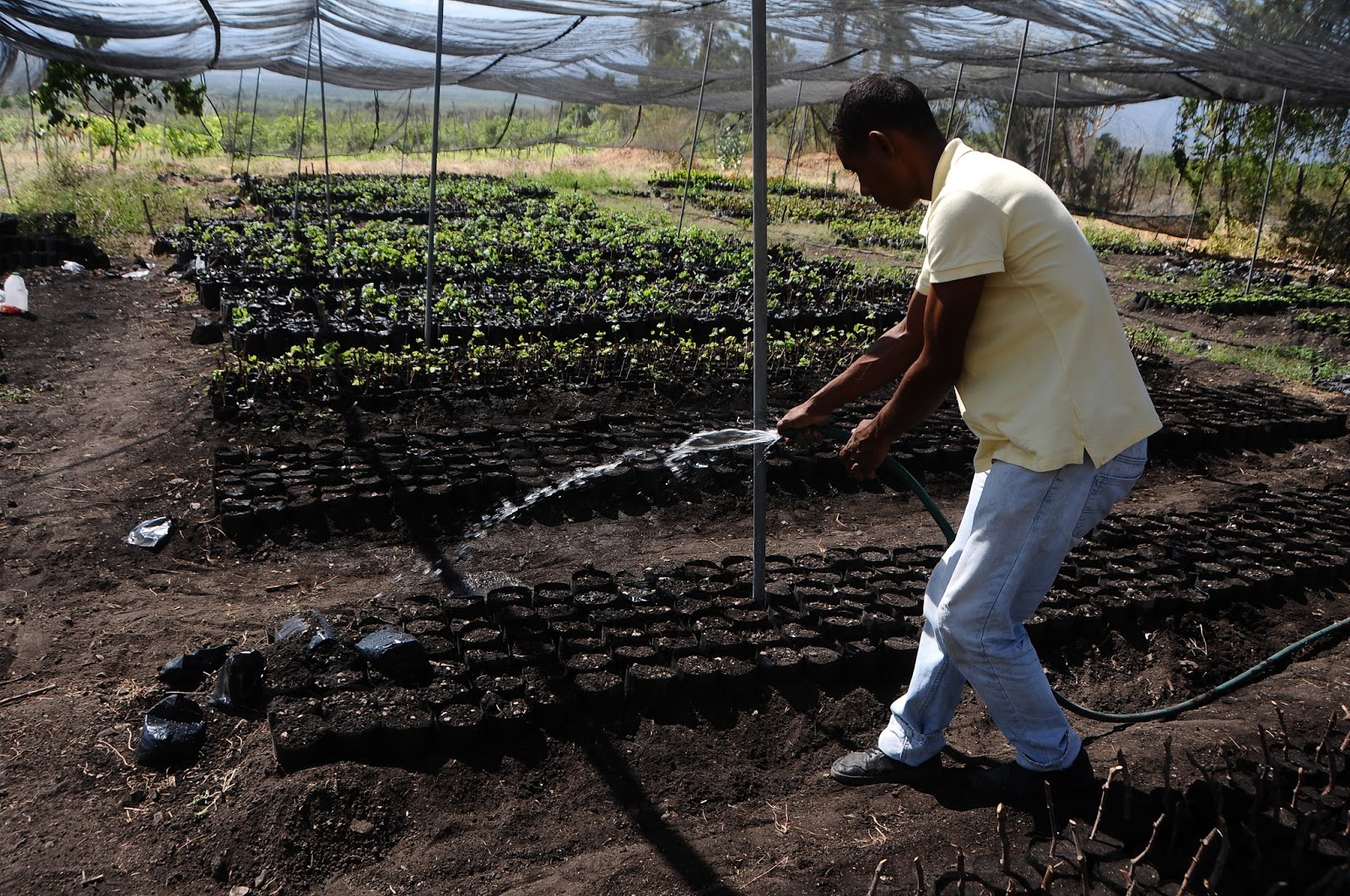 Destino designado : Las uvas de Neiba, ideales para hacer varios productos