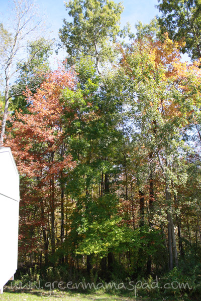 Wordless Wednesday: Autumn Leaves | Marianna | Connecticut Mom Blog