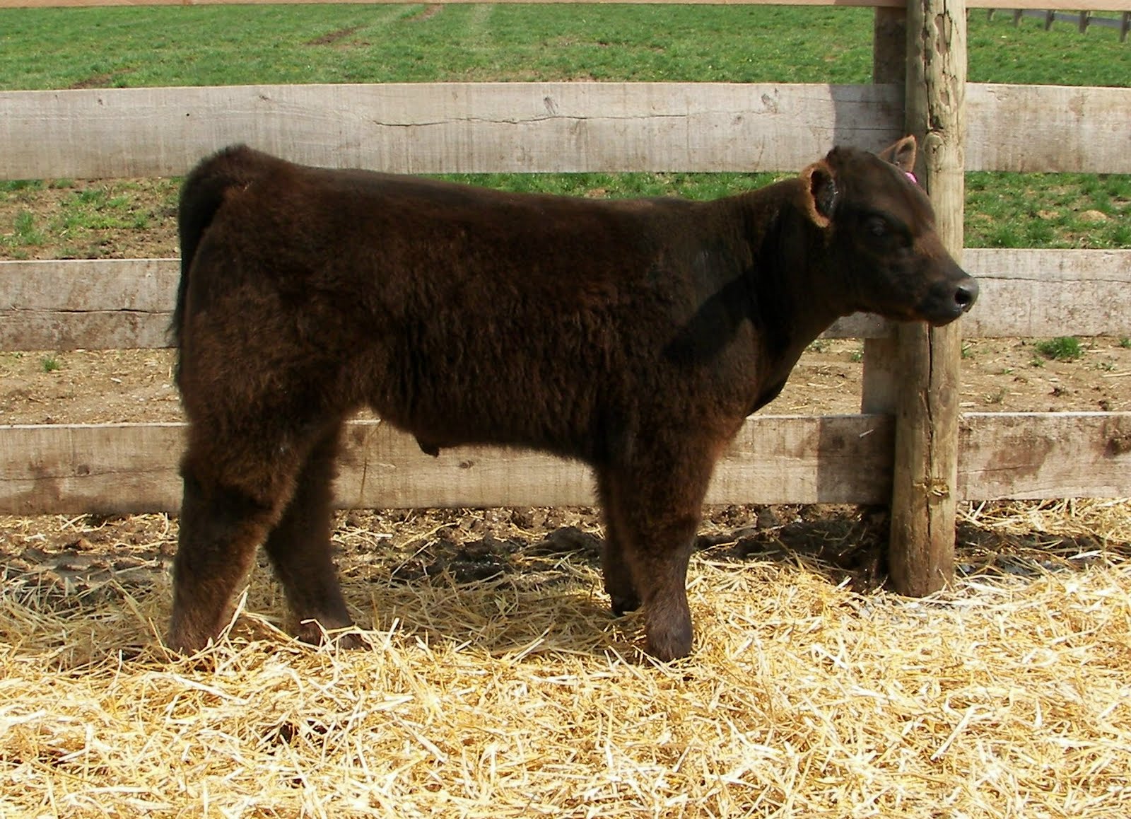 Southern Ohio Spring Smackdown Sale | Matt Lautner Cattle