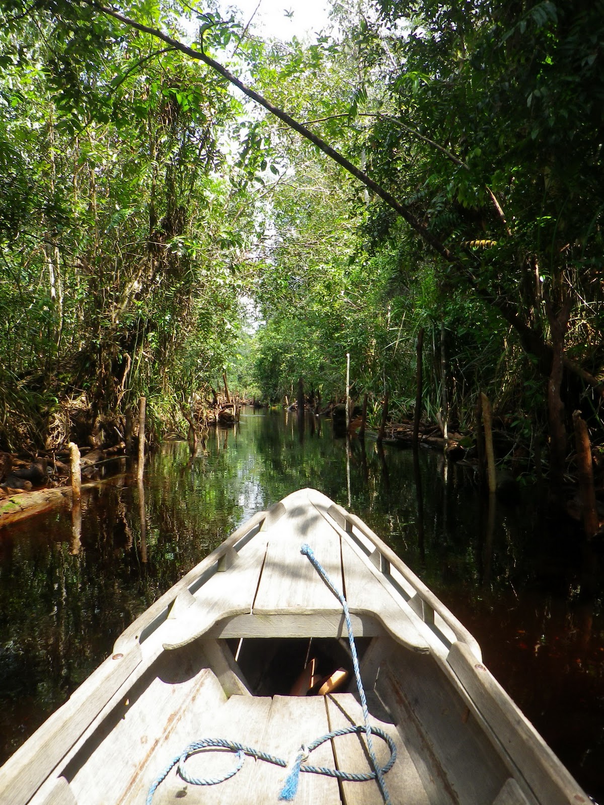 Palangkaraya Impressions: Sabangau National Park and local communities ...