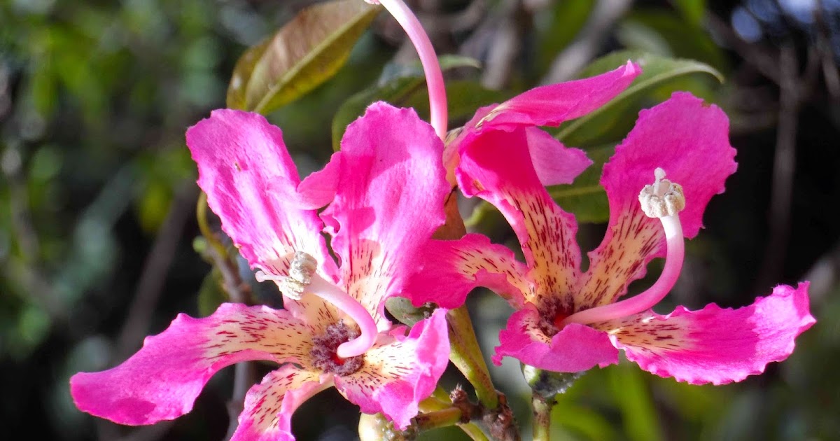 Paineira-rosa - Ceiba speciosa