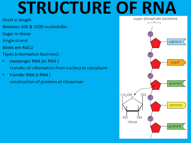 Grade 12: SEMESTER 2 - Chapter 1 - NUCLEIC ACIDS & PROTEIN SYNTHESIS
