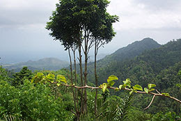 Denpasar Cultures: Putung