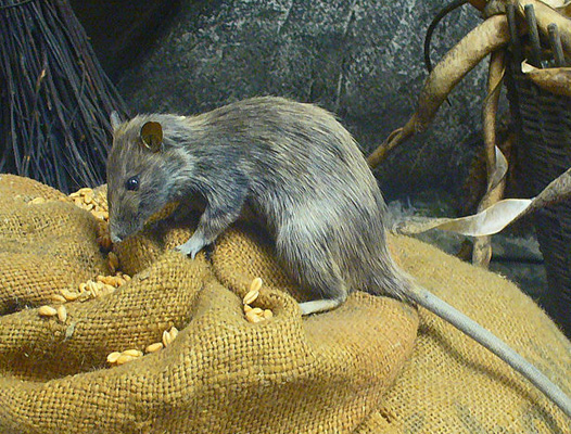 Synapsida: Small British Mammals: Rats!