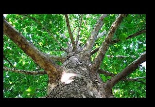 Four. Trees preserve strength.