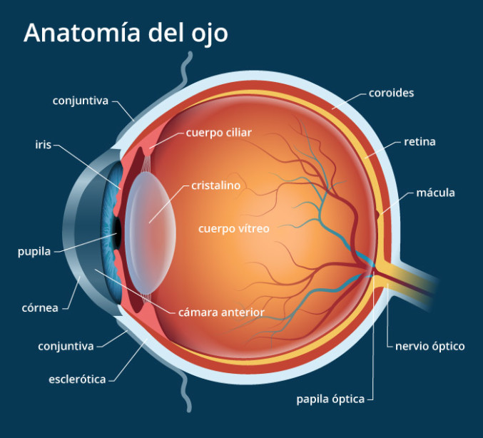 La Visión: Anatomía del sistema visual