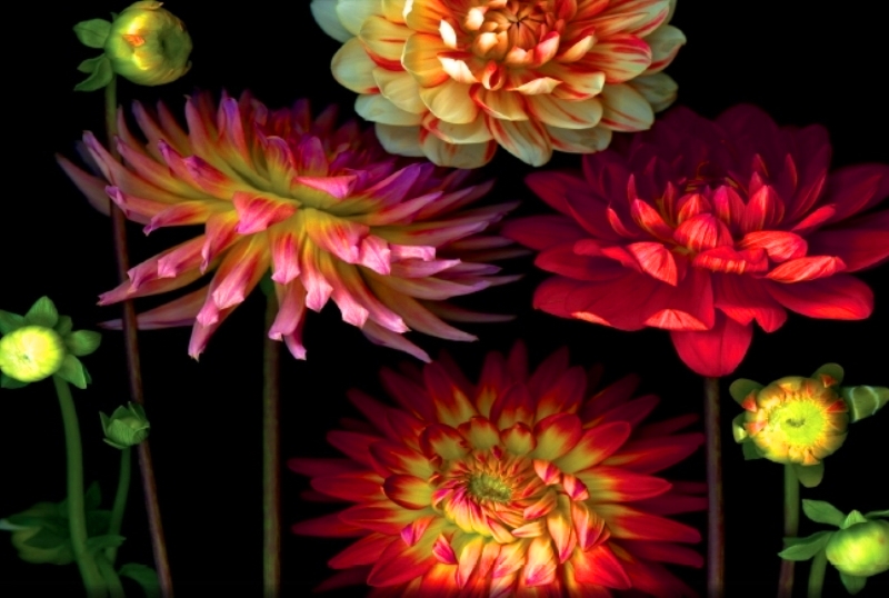 El arte es su máxima expresión : Cuadros de Flores Modernas