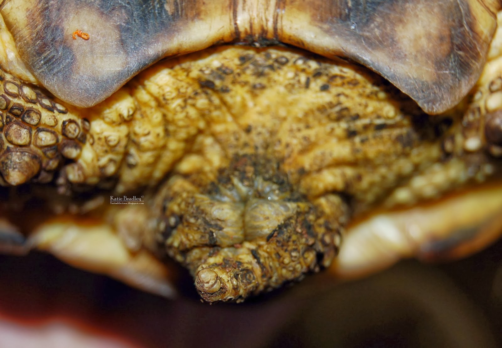 Tortaddiction: A helpful guide to determining the sex of your Russian ...