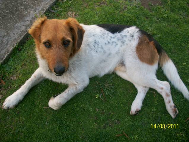 Adoptándonos: Barba, precioso perro barbincho en adopción