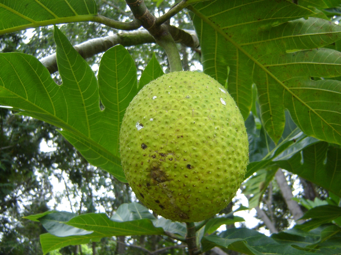 Honey From Rock: Under the Wide and Starry Sky, Fa'alifu Ulu (Breadfruit)