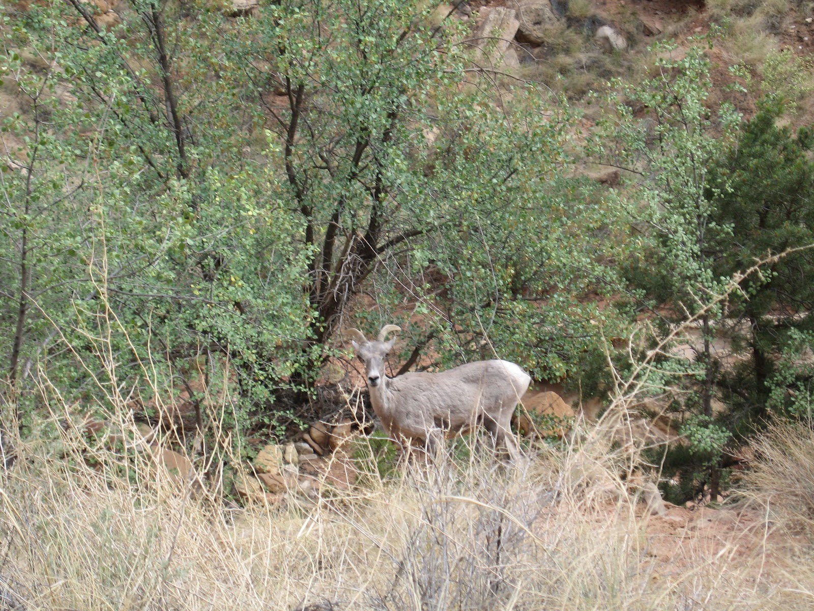One Day in America: Wildlife Sightings in Southeastern Utah