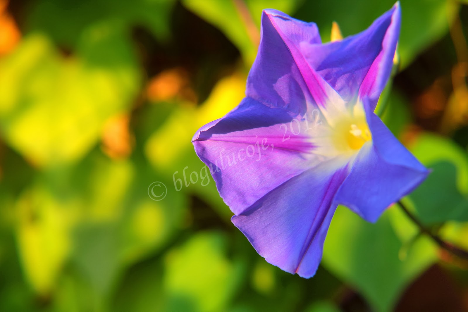 Blogu' lu' Coje: de prin curte (4)