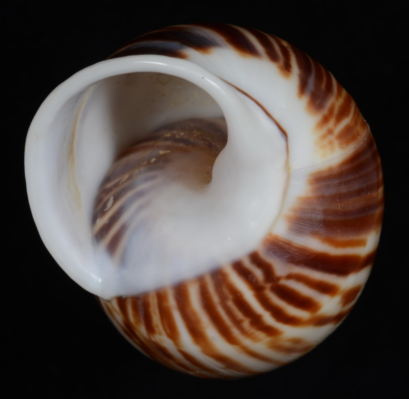 Dr. Lee's Gallery Museum: Amphidromus perversus borneensis 47.25mm