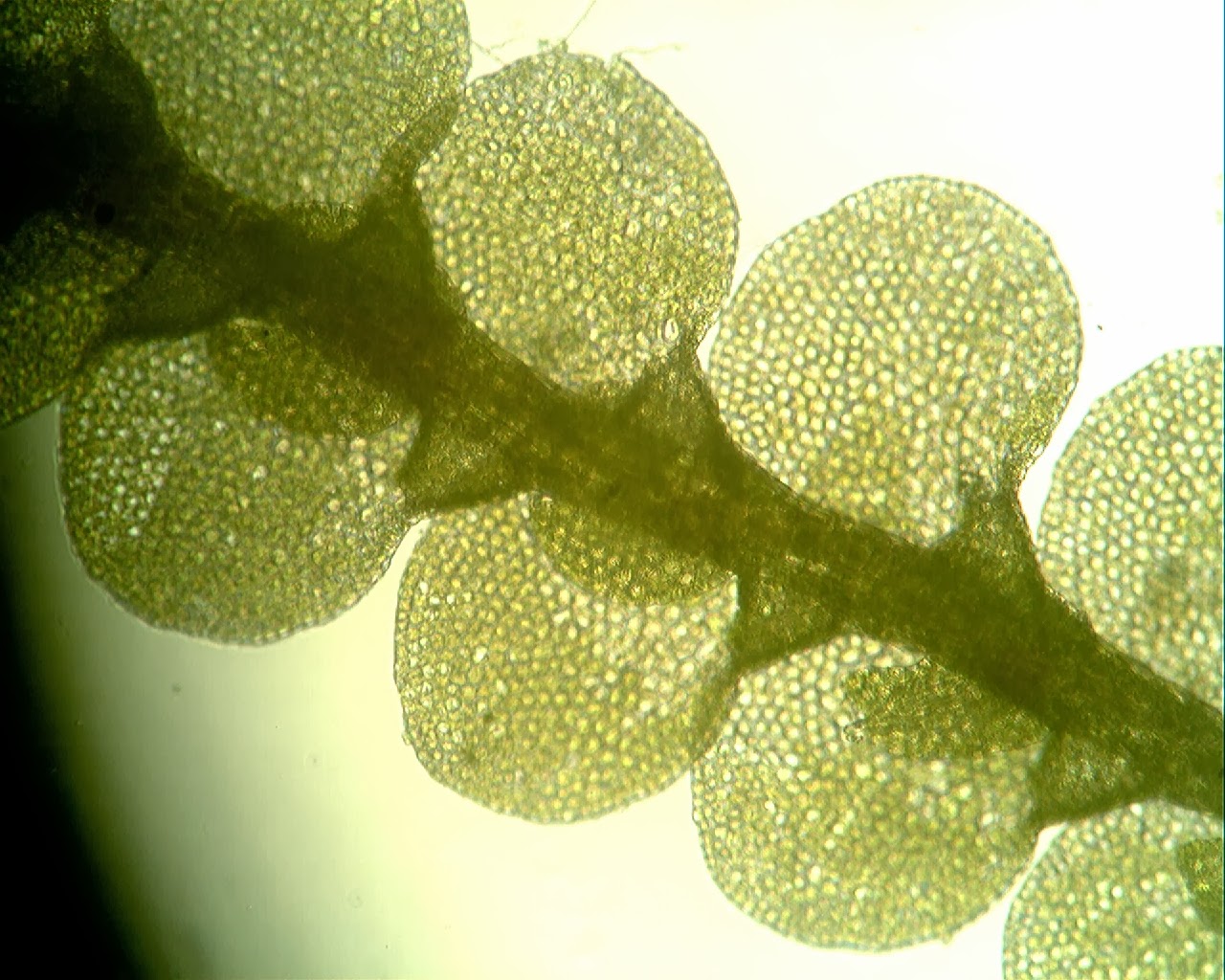 Botany Professor: A leaf by any other name