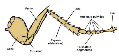 insectachira: PATAS DE UN INSECTO