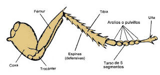 insectachira: PATAS DE UN INSECTO