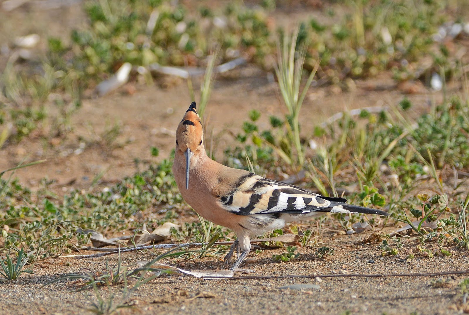 Anthony Miners Wildlife Photos: Cyprus 2014