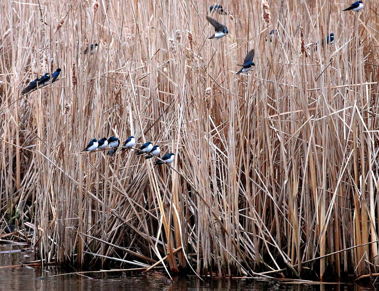 Reflections: Ada Hayden Heritage Park: Apr 20, 2019: Tree Swallows