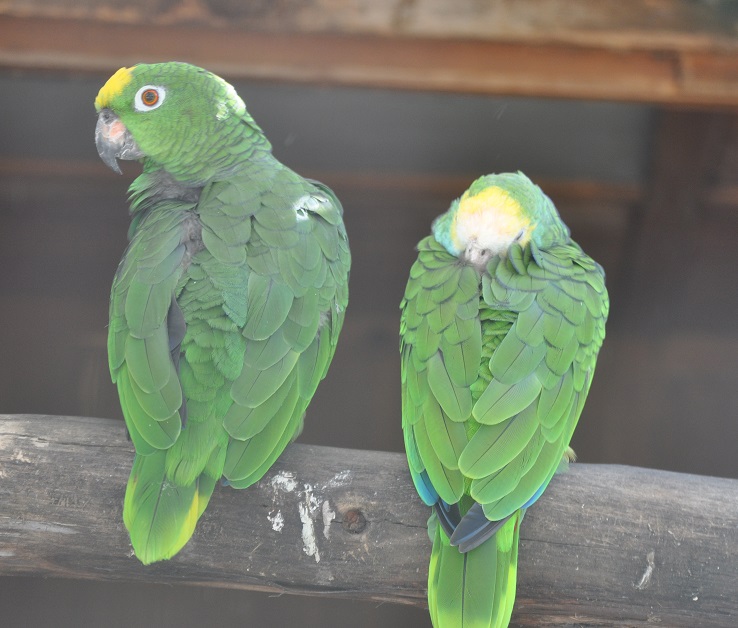 ZOOTOGRAFIANDO (6.100 ANIMALS): LORO REAL AMAZÓNICO / YELLOW-CROWNED ...