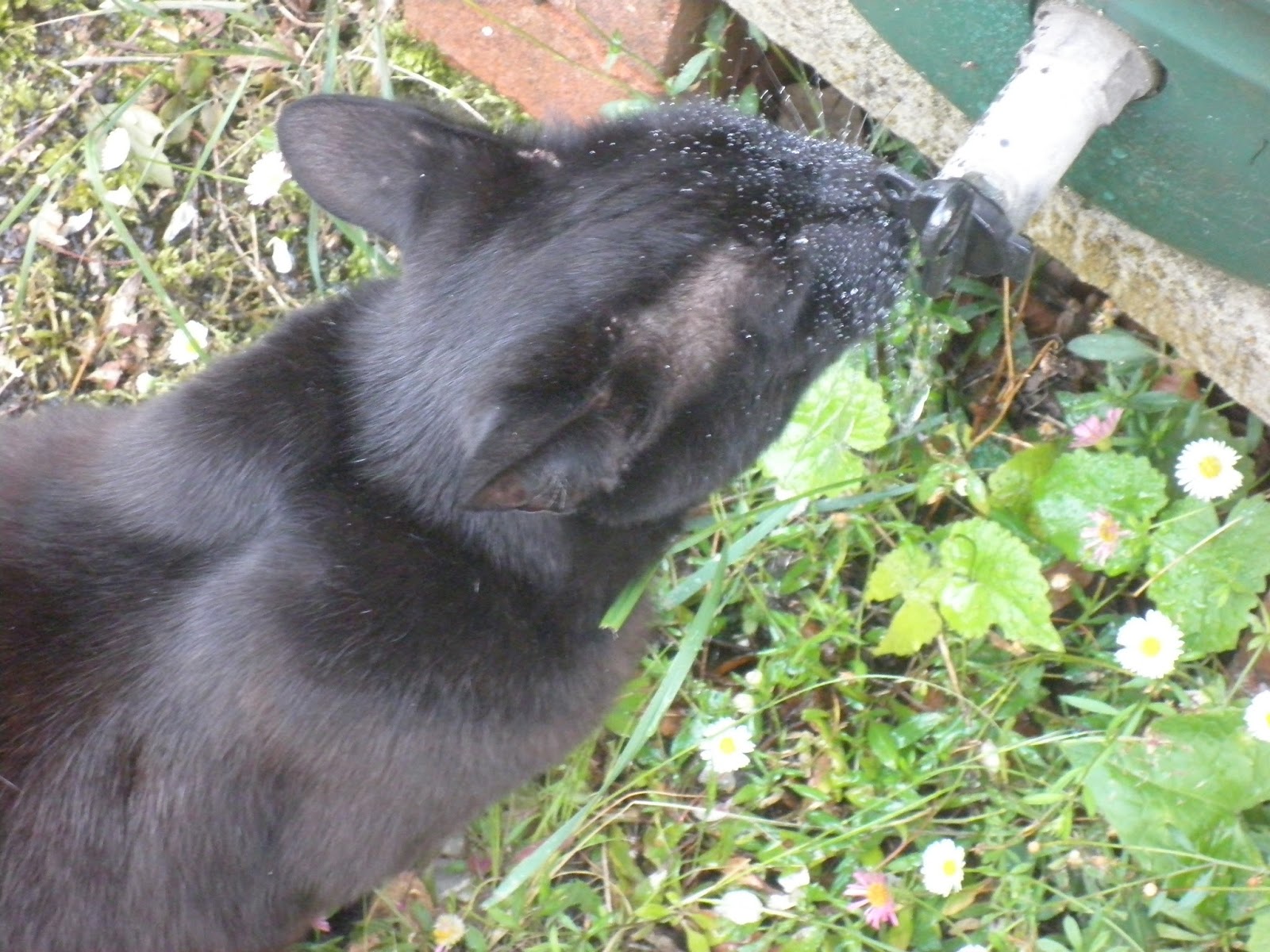 Matt Salusbury: A celebration of the life of Boris the cat 2002-2013