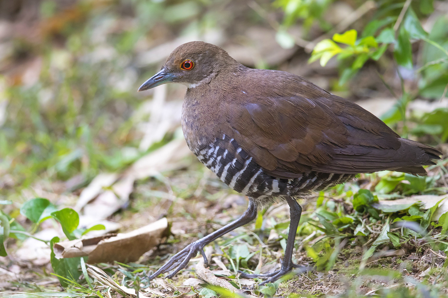 As The Crow Flies - a Hong Kong Birding Blog: Slaty-legged Crake in the ...