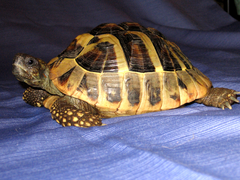 Herman Tortoise - Reptiles World