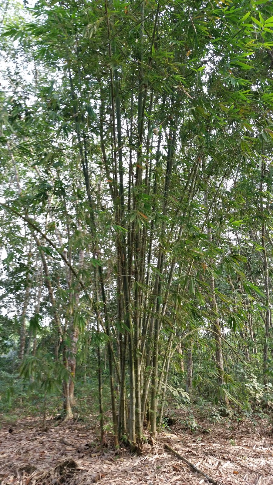 Warisan Petani: Pokok Buluh 1 : Buluh Betung.
