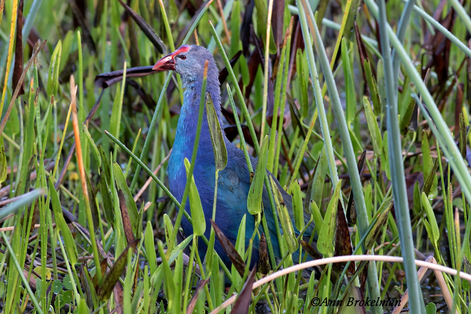 Ann Brokelman Photography: Swamp Hens in Florida