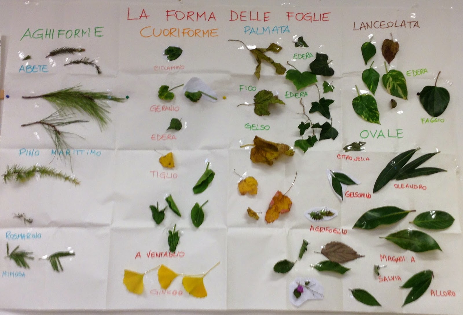 Insegnare le scienze: Classificare le foglie dalla forma