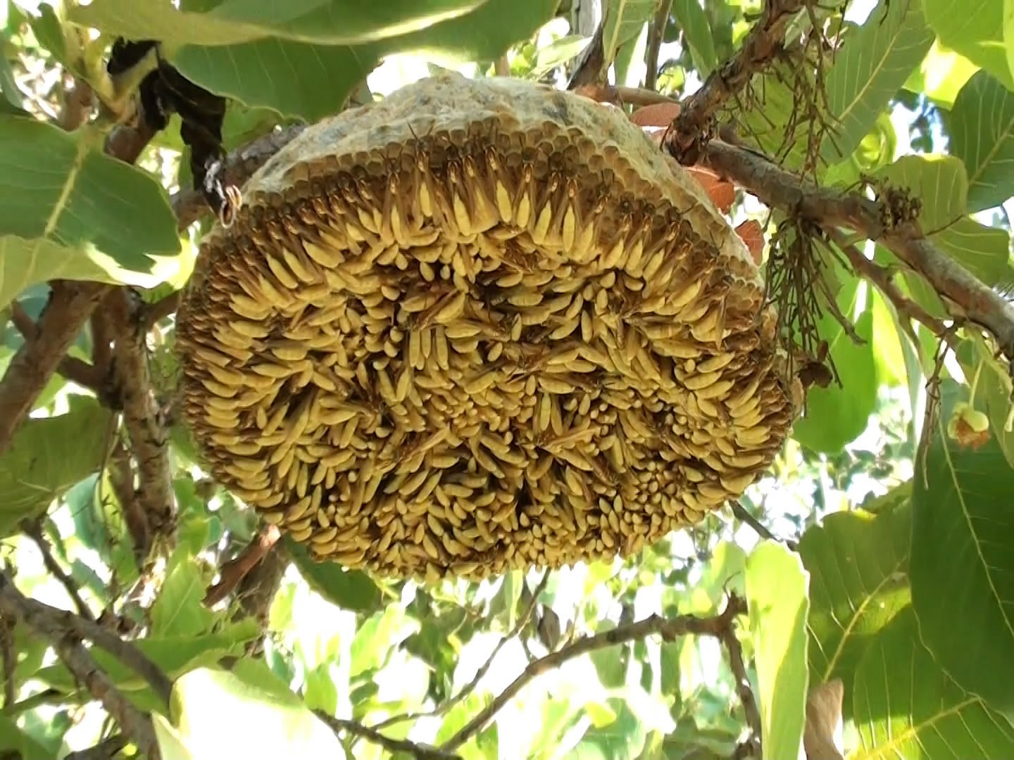 INSECTA : Inseto do dia: Vespa. (by: Mister X A. E Pluribus Unum)