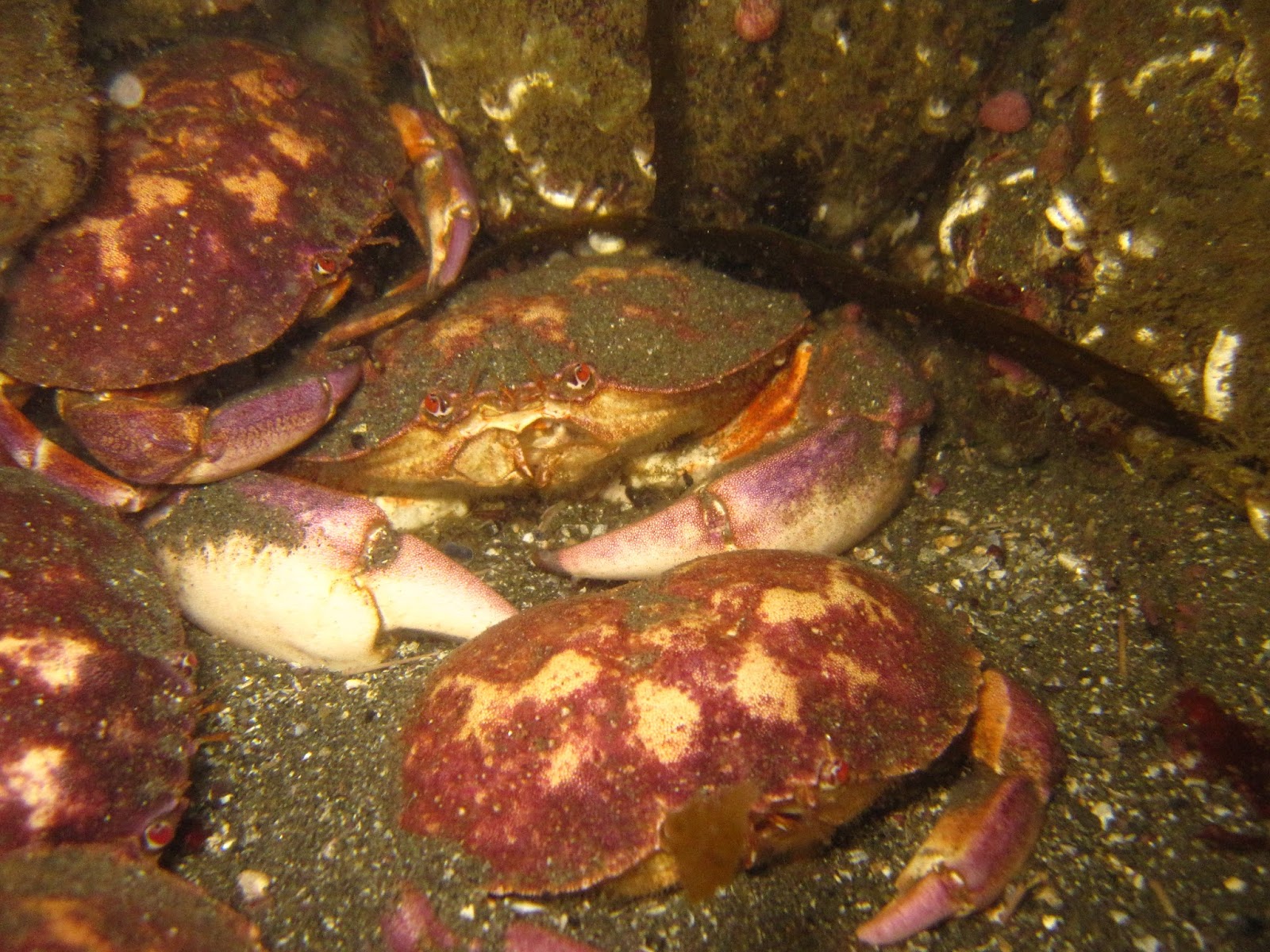 Biodiversidad Marina (Corriente de Humboldt)
