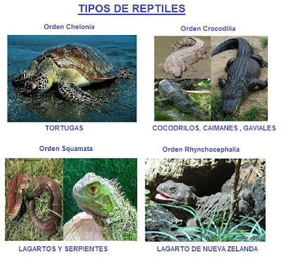 ANIMALES EDUCA: REPTILES
