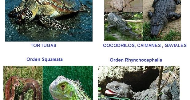ANIMALES EDUCA: REPTILES
