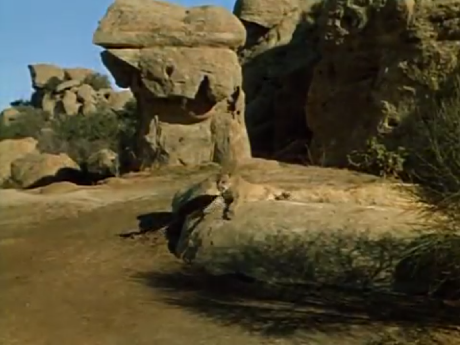 Iverson Movie Ranch: The day "Bonanza" brought a lion to the Iverson ...